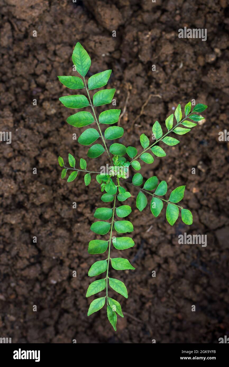 curry leaf plant in the garden, also known as sweet neem, closeup view ...