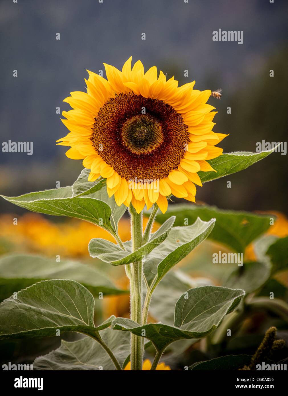 Sun Flower Bloom Stock Photo - Alamy