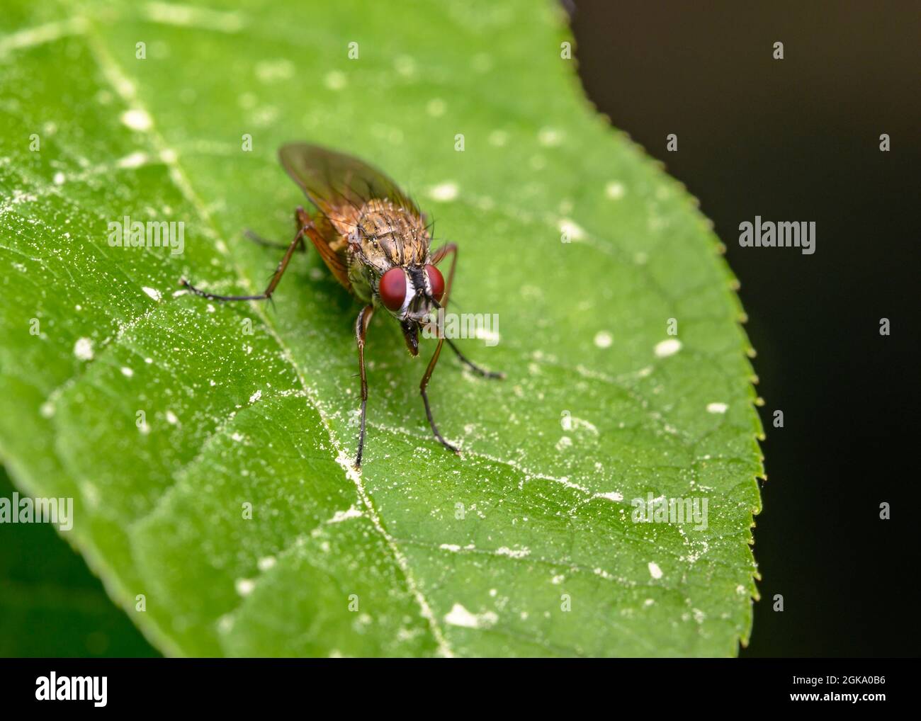 Fly on a tree leaf Stock Photo - Alamy