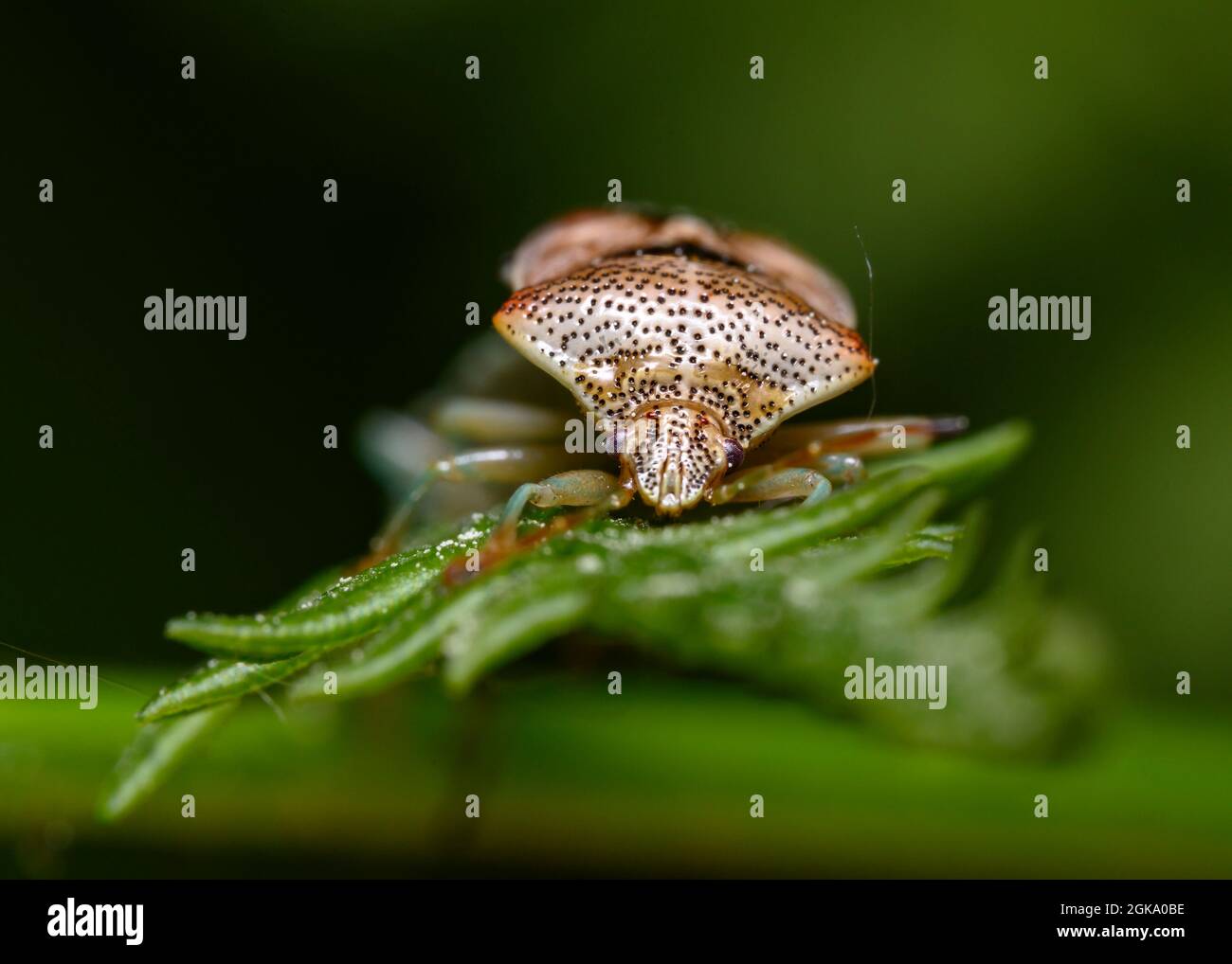 Close-up view of a forest bug ( or red-legged shieldbug) on a tree leaf ...