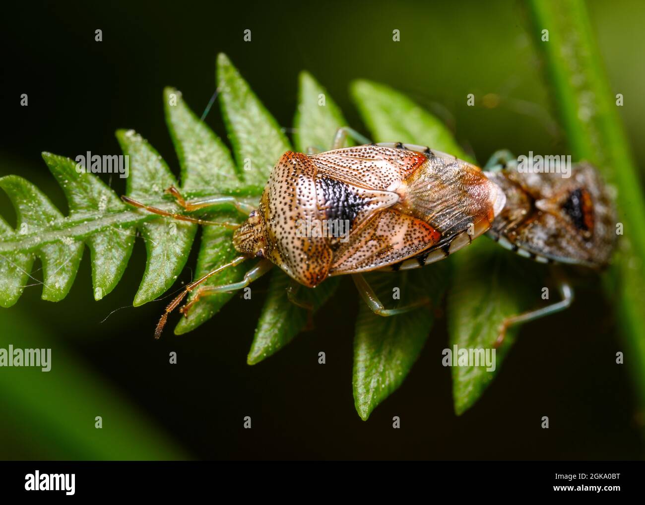 Forest bug (or red-legged shieldbug) mating on a tree leaf Stock Photo ...