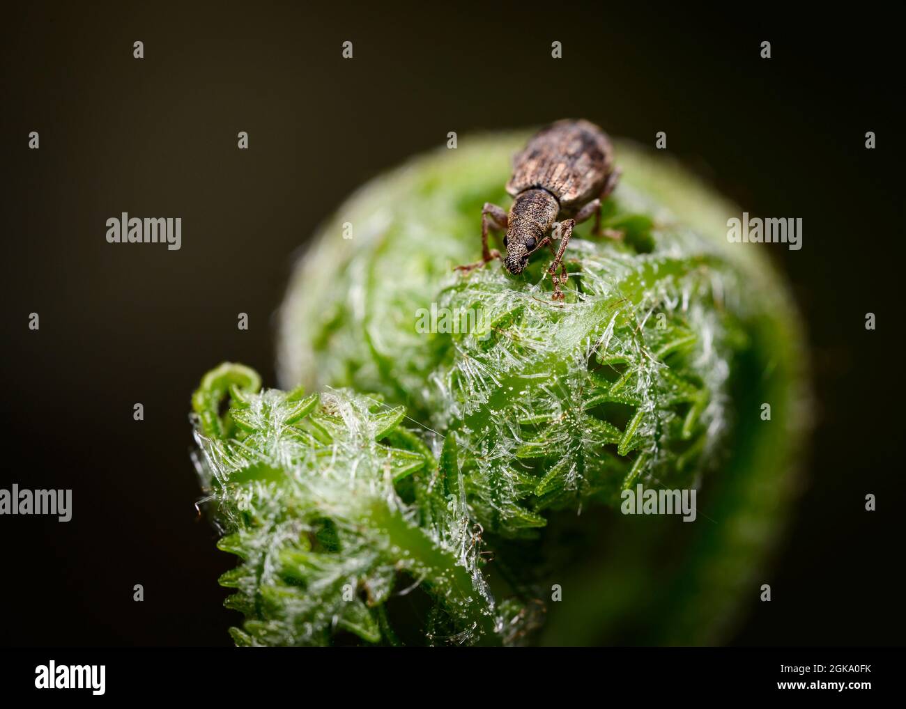 Root weevil beetle hi-res stock photography and images - Alamy
