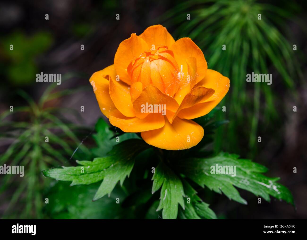 Blooming of Asian Globe Flower (lat: Trollius asiaticus) in the ...