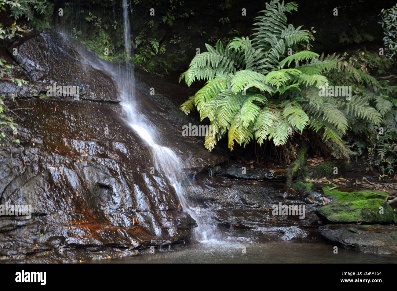 Lyrebird hi-res stock photography and images - Alamy