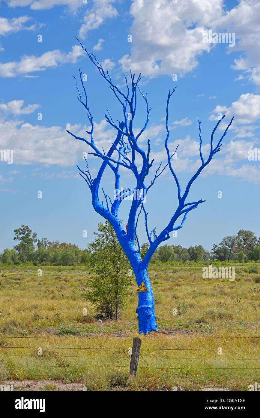 A large gum tree painted bright blue is prompting people to talk about ...
