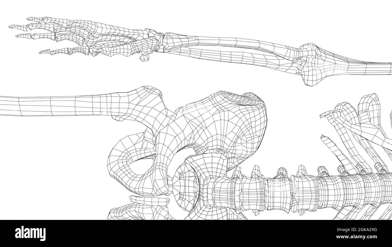 Human skeleton. Vector Stock Vector Image & Art - Alamy