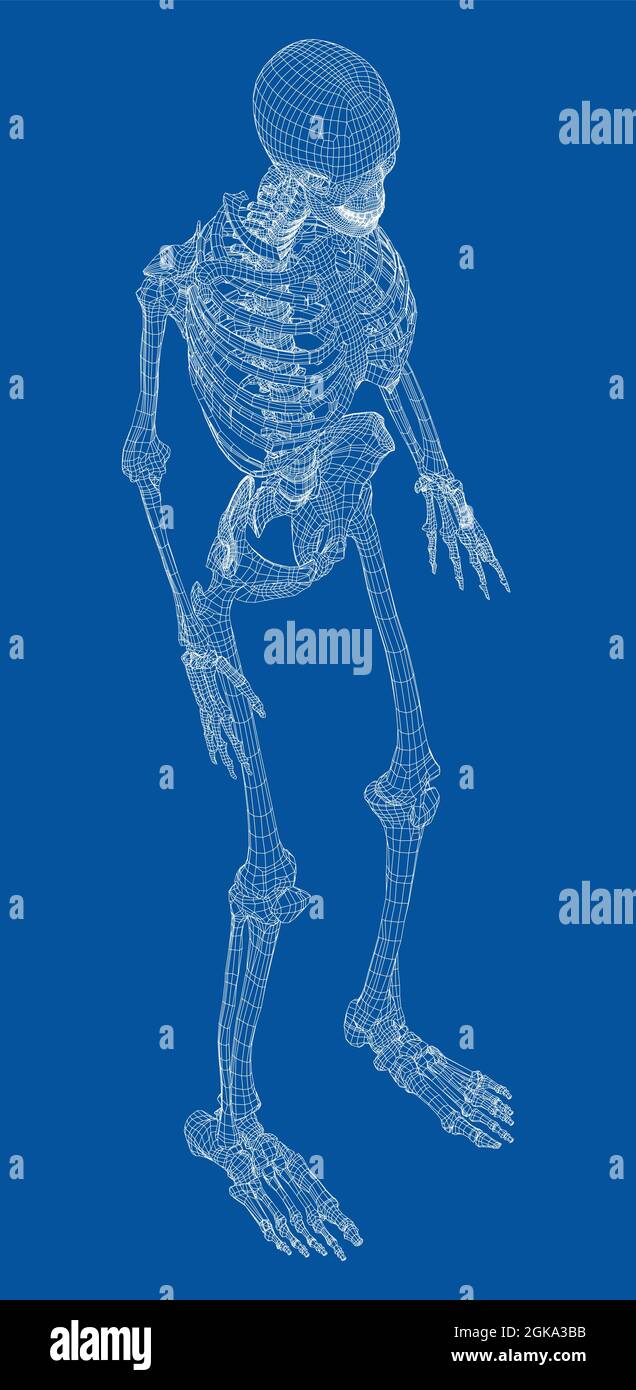 Human skeleton. Vector Stock Vector Image & Art - Alamy