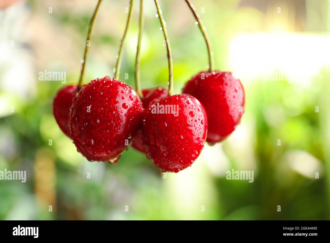 Fresh ripe cherry outdoors Stock Photo - Alamy