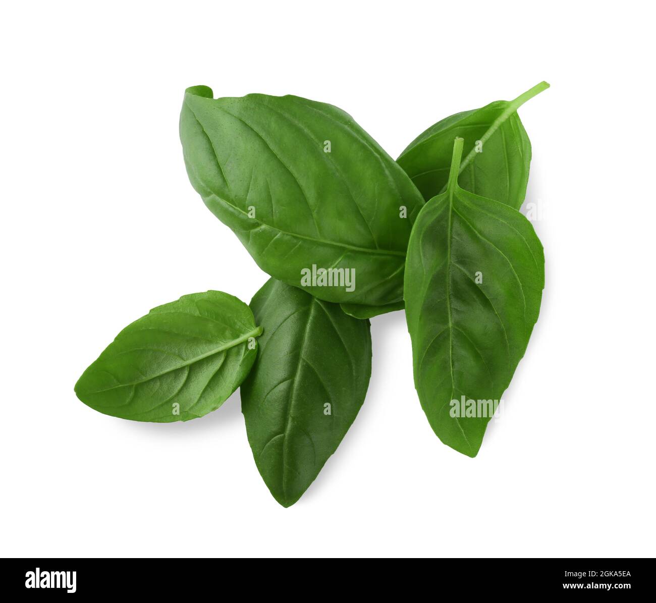 Green fresh basil leaves on white background Stock Photo - Alamy