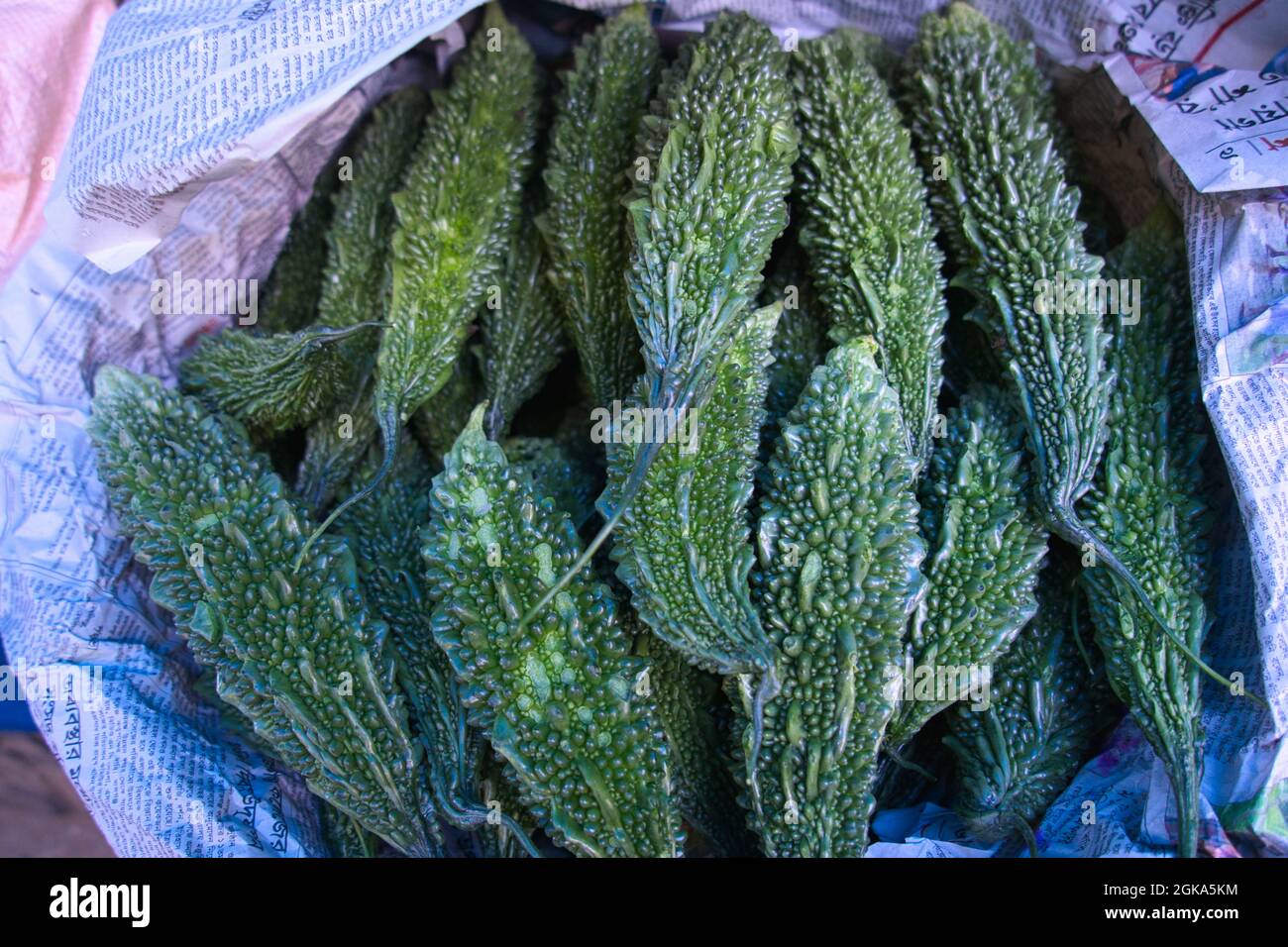 The green bitter melon (bitter gourd). Daily necessary vegetables or ...