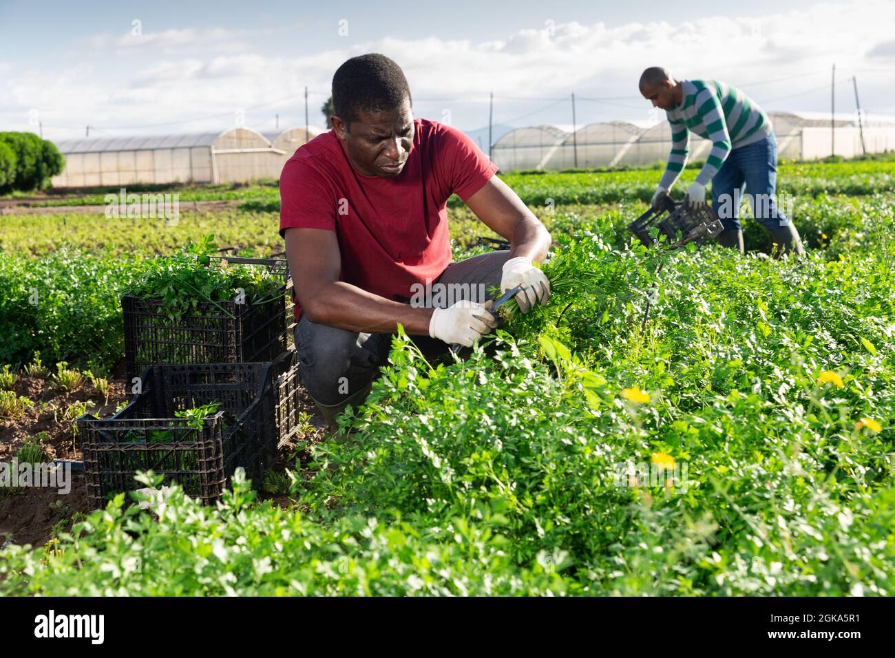 African American working on field during harvest of parsley Stock Photo ...