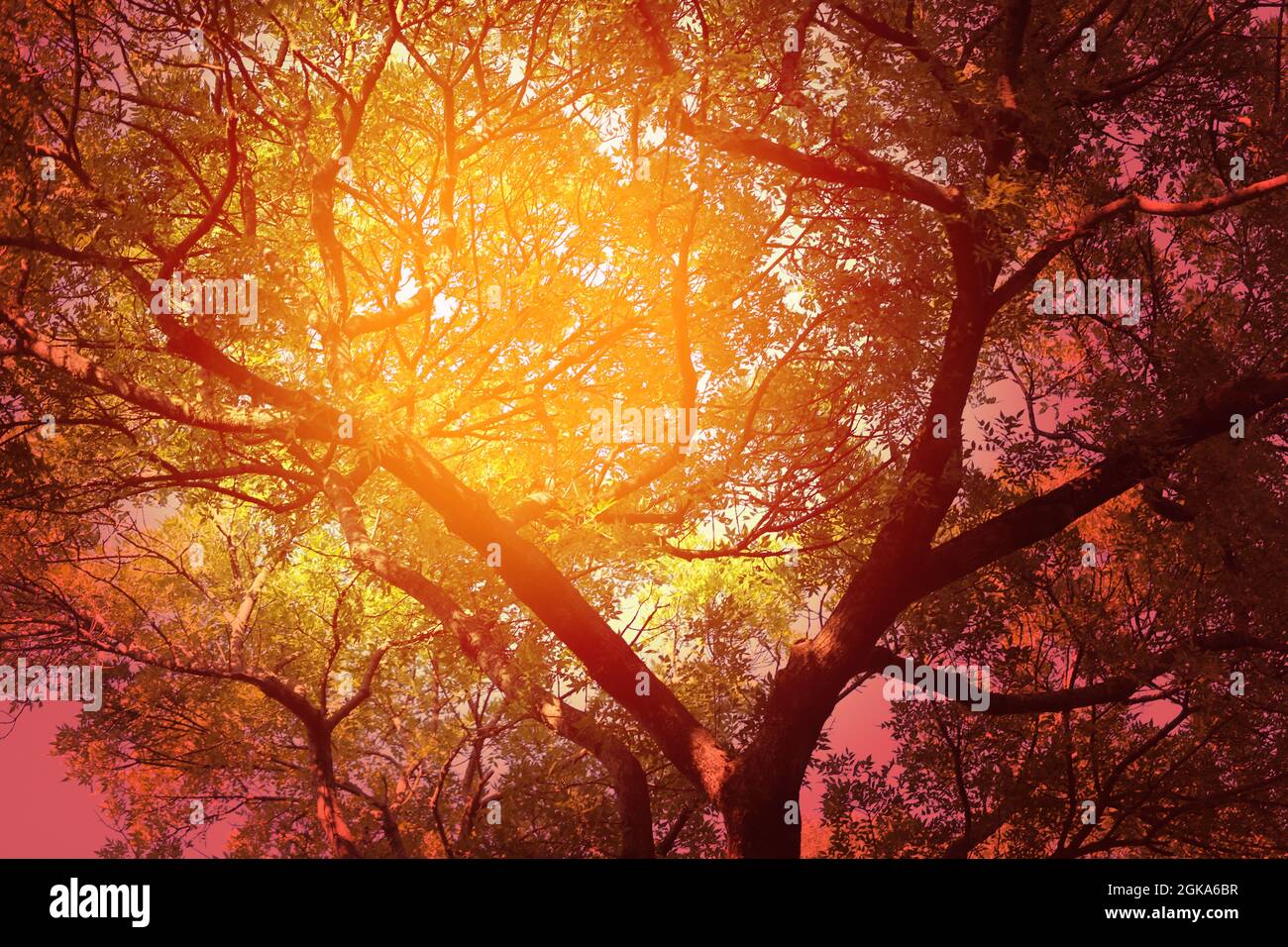 Lovely photo of autumn tree background with beautiful branches Stock ...
