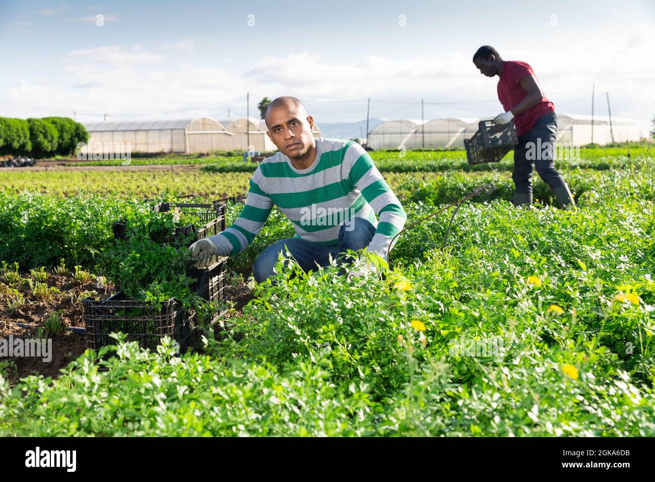 Latin american worker harvesting parsley on farm plantation Stock Photo ...