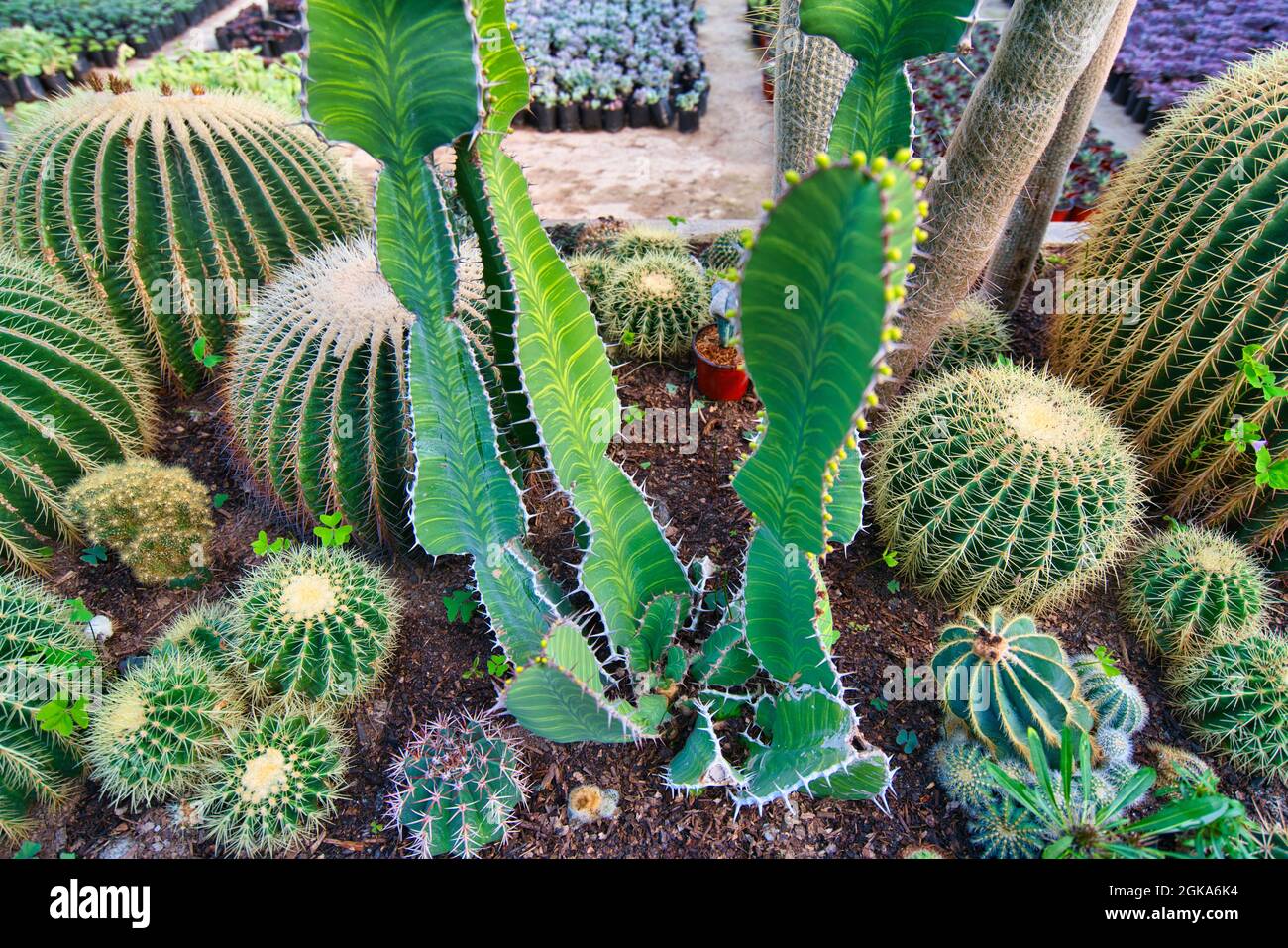 Succulent plant. Barrel cactus, Gold barrell cactus, Golden Ball ...