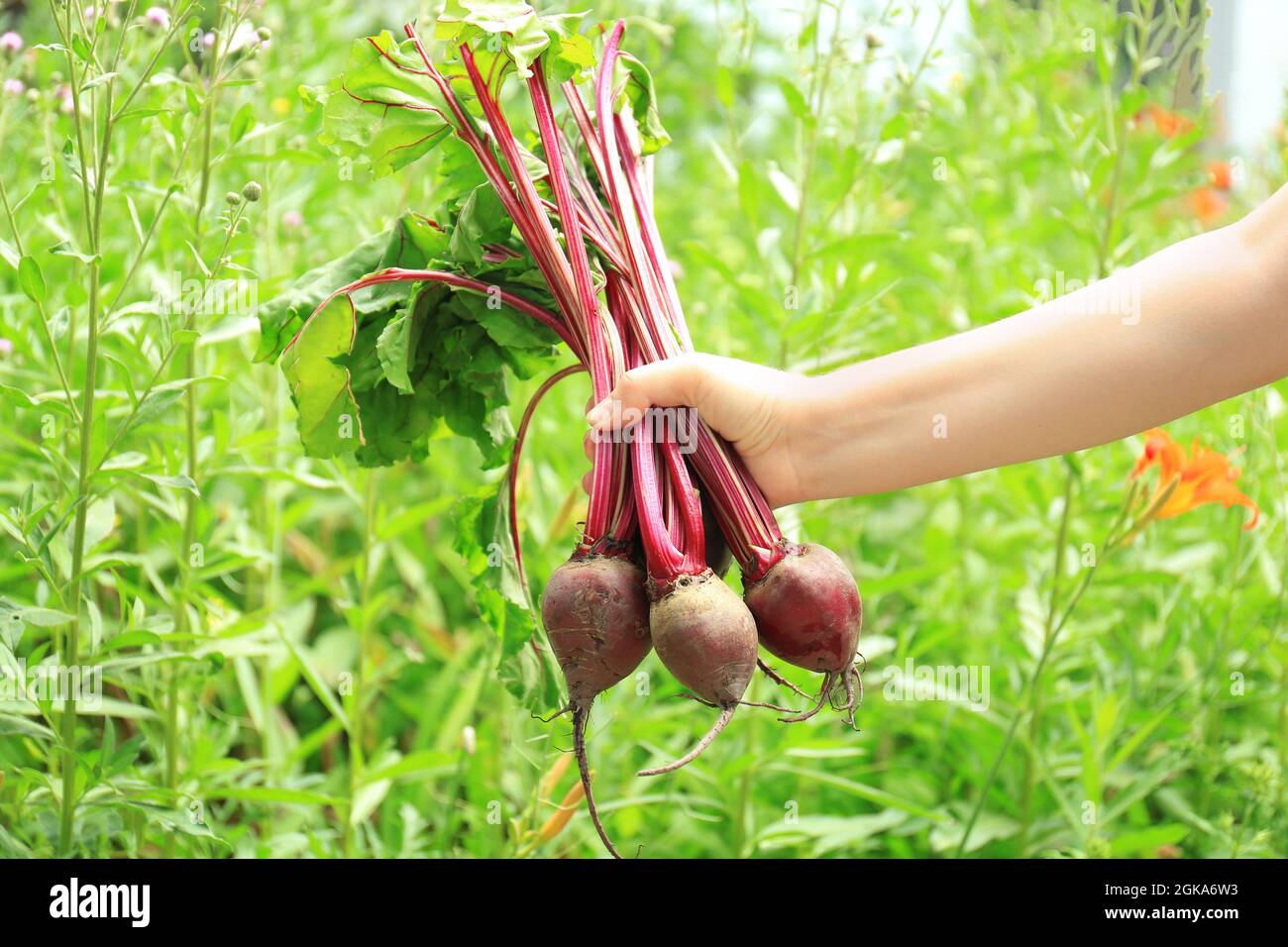 Female hand holding fresh beetroots outdoors Stock Photo - Alamy