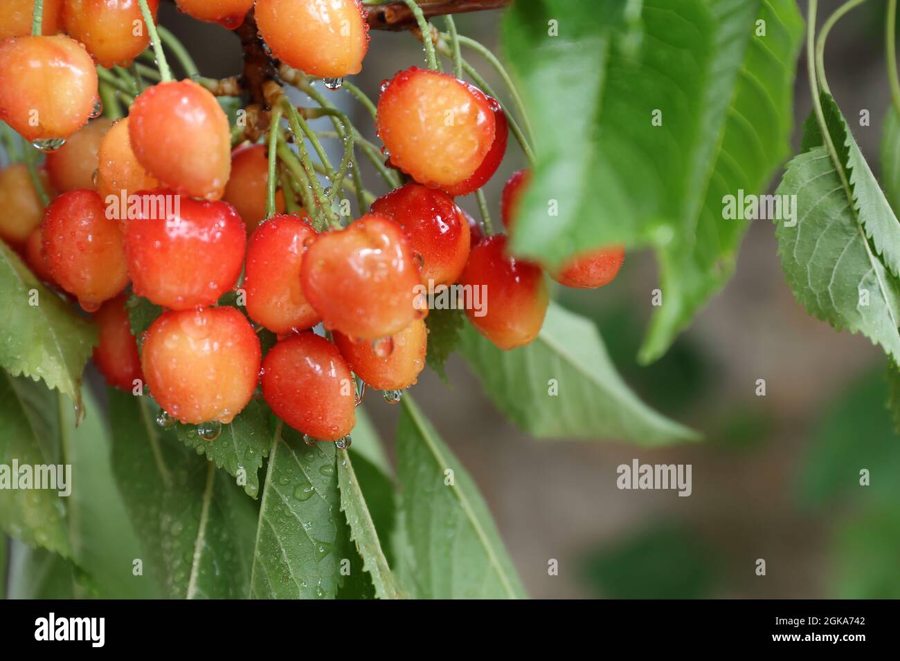 Branch with sweet cherries, close up Stock Photo - Alamy