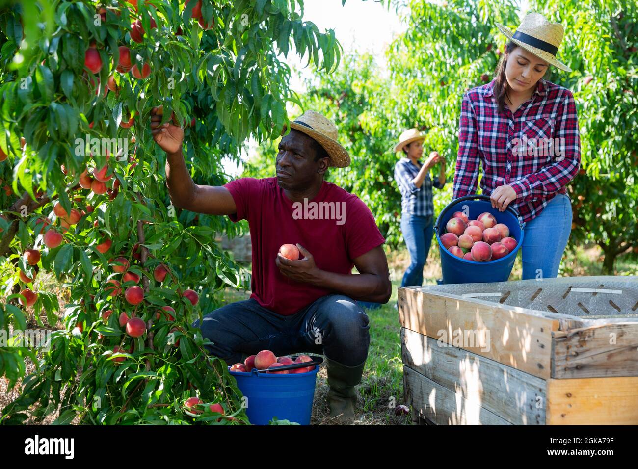 Woman farmer with male partner harvesting ripe peaches in fruit garden Stock Photo - Alamy