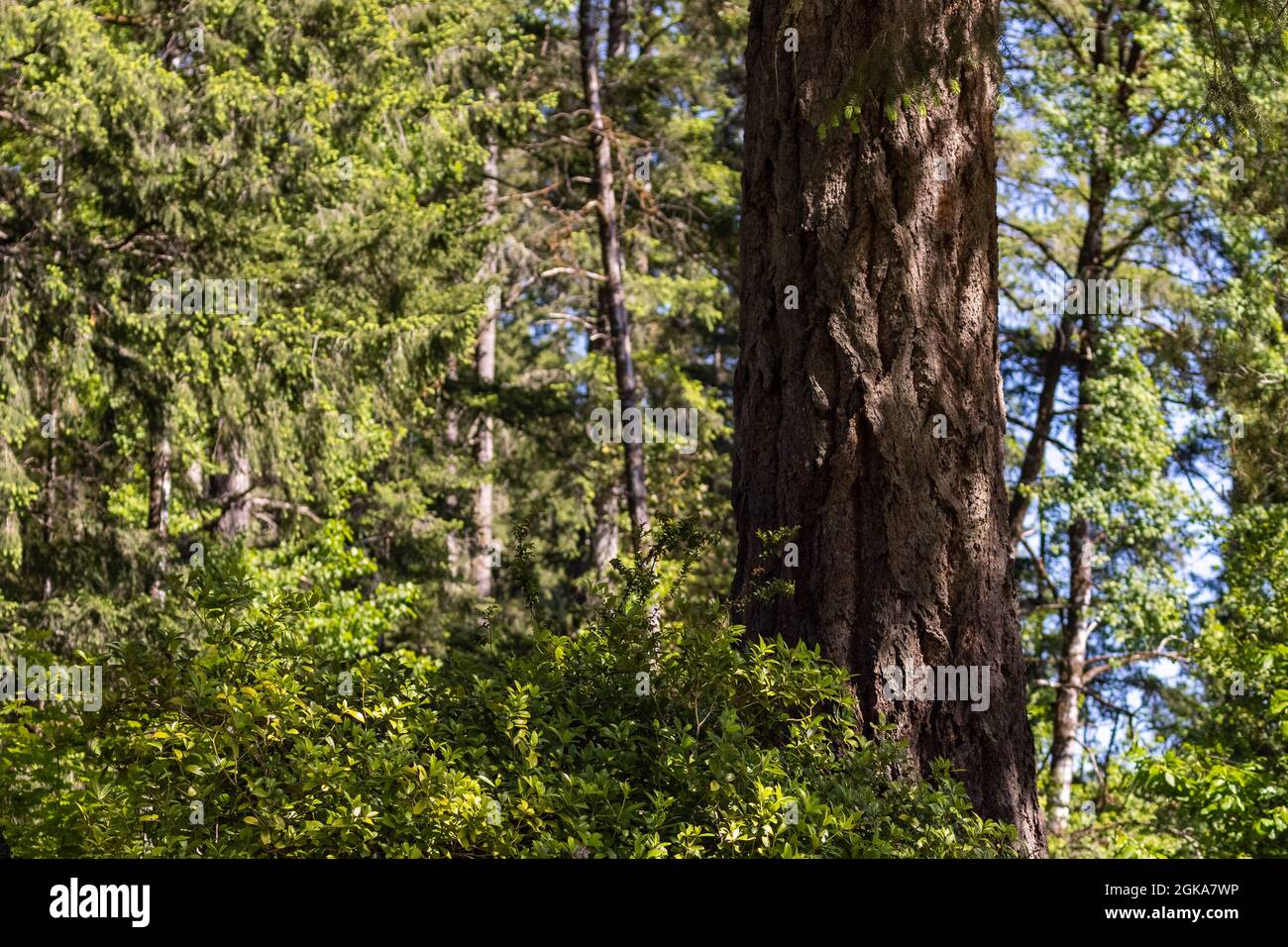 trees growing from cliffside with dense green bushes in spring Stock ...
