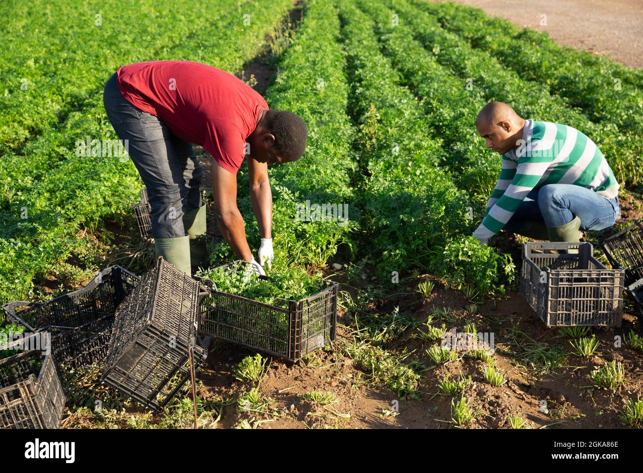 Team of farmers harvesting parsley on farm field Stock Photo - Alamy