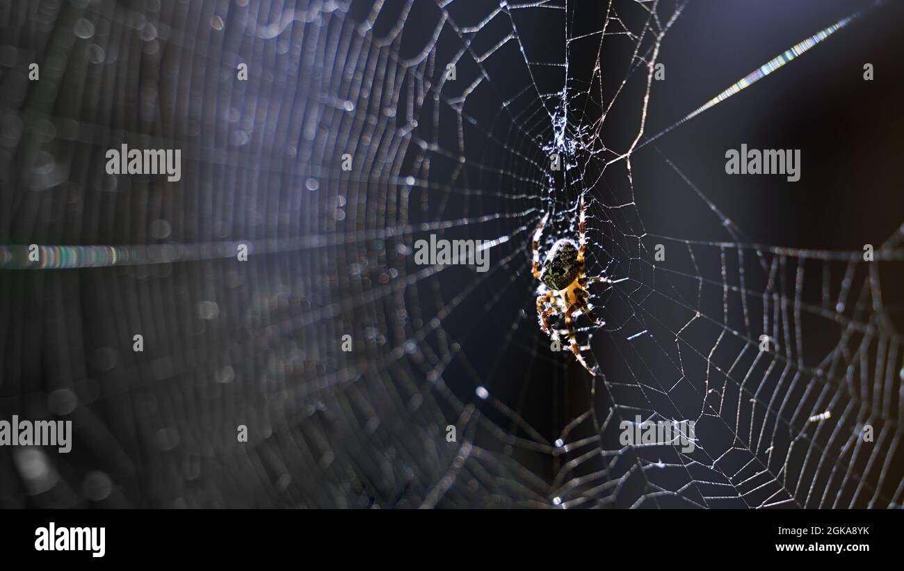 Spider in the cobweb on dark background. Scary Halloween concept with ...