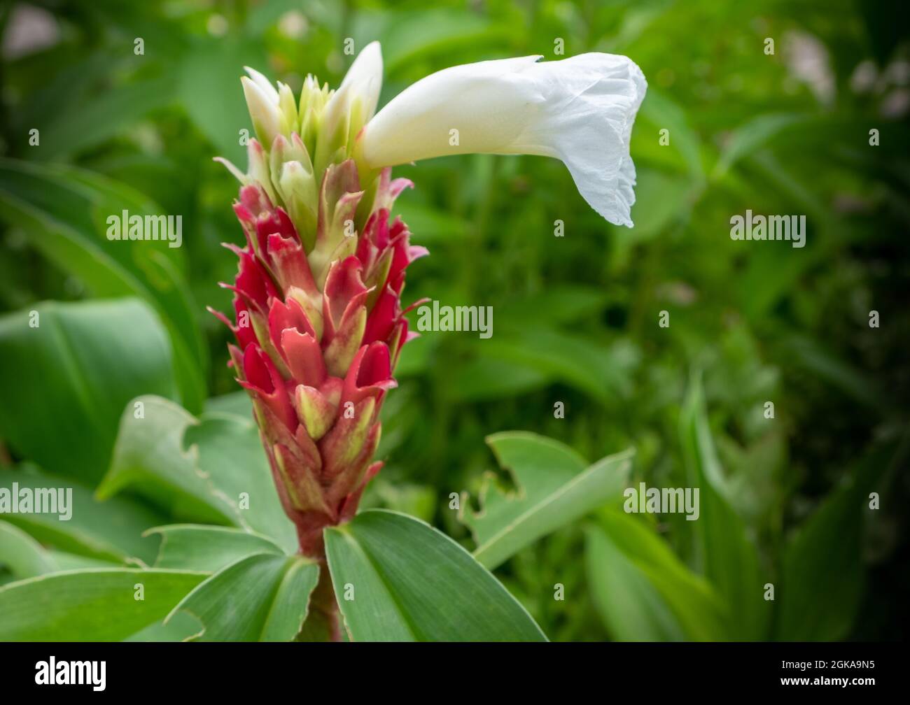 Red crepe ginger hi-res stock photography and images - Alamy