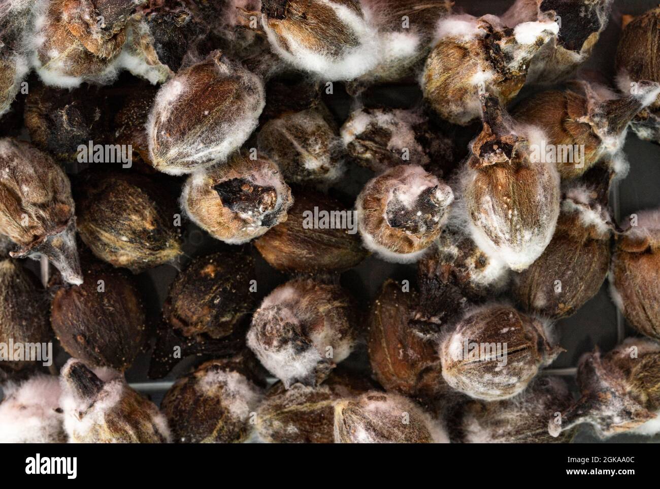 Vegetable parasite hi-res stock photography and images - Alamy