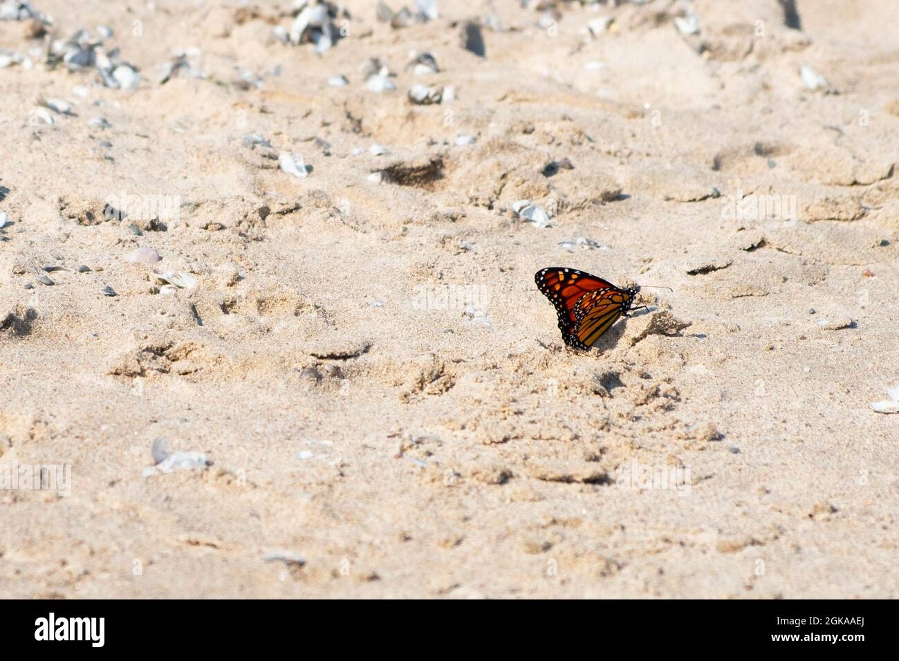Butterfly on a beach Stock Photo - Alamy