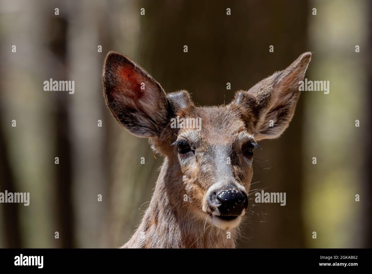White -tailed deer in the spring as they change their winter coat to ...