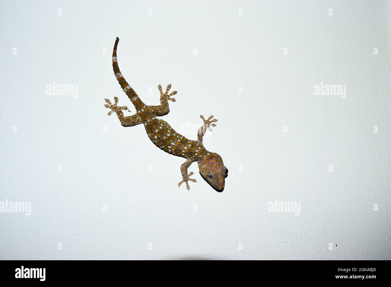 Tokay gecko on gray wall , Many orange color dots spread on blue skin ...