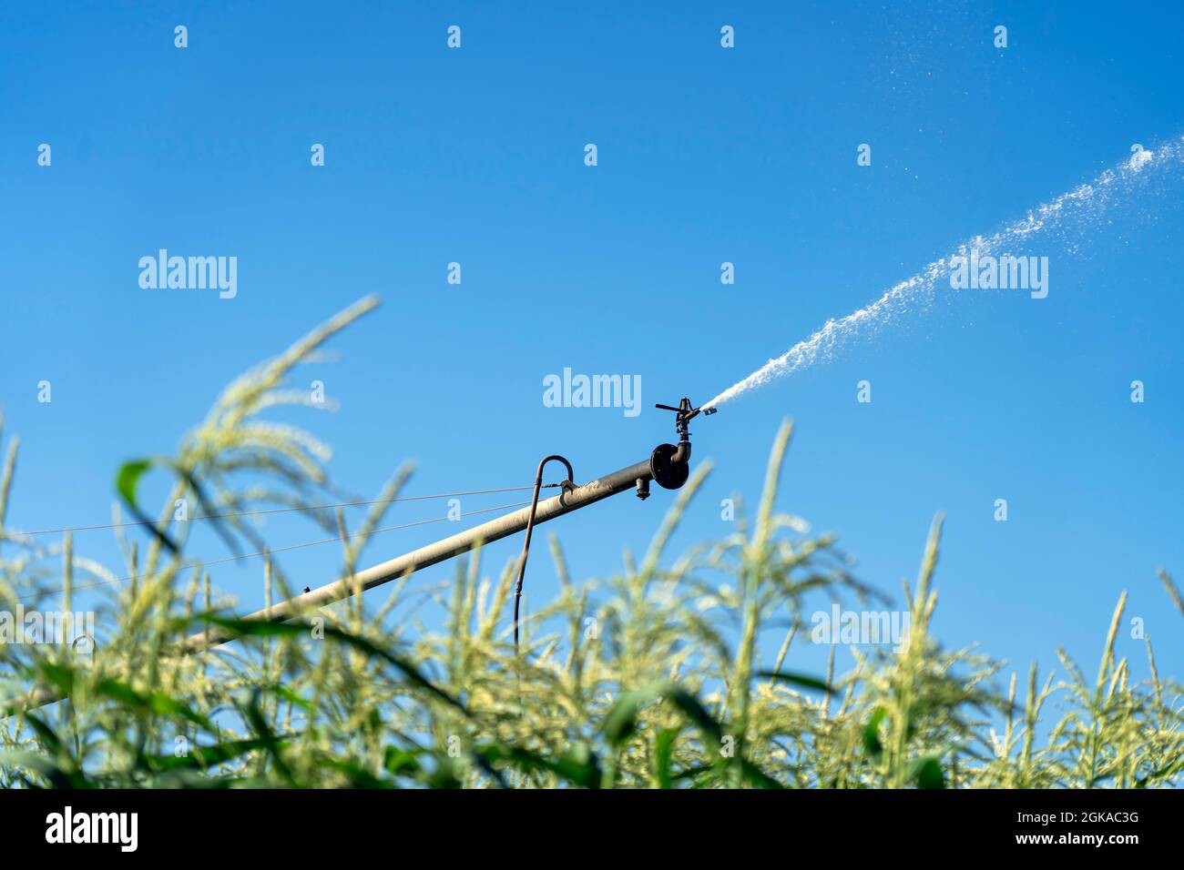 Irrigation System Watering Corn Field Stock Photo - Alamy