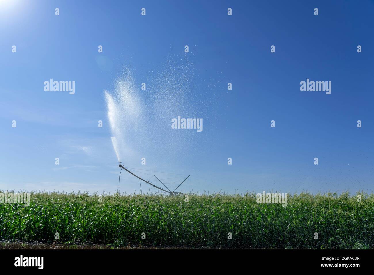 Large Irrigation System Watering Corn Field Stock Photo - Alamy