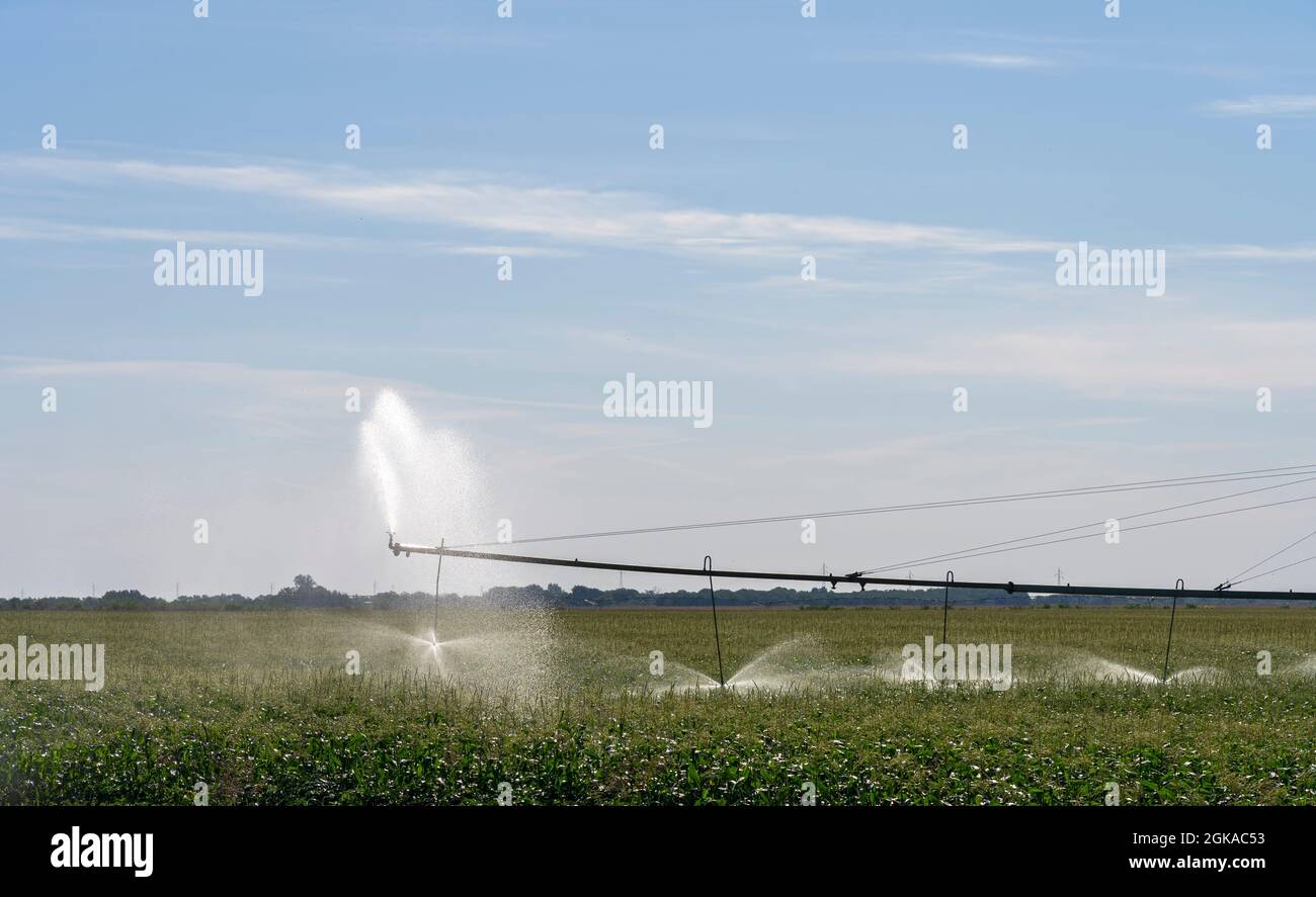 Large Agricultural Irrigation Machine Spraying the Corn Crops with ...