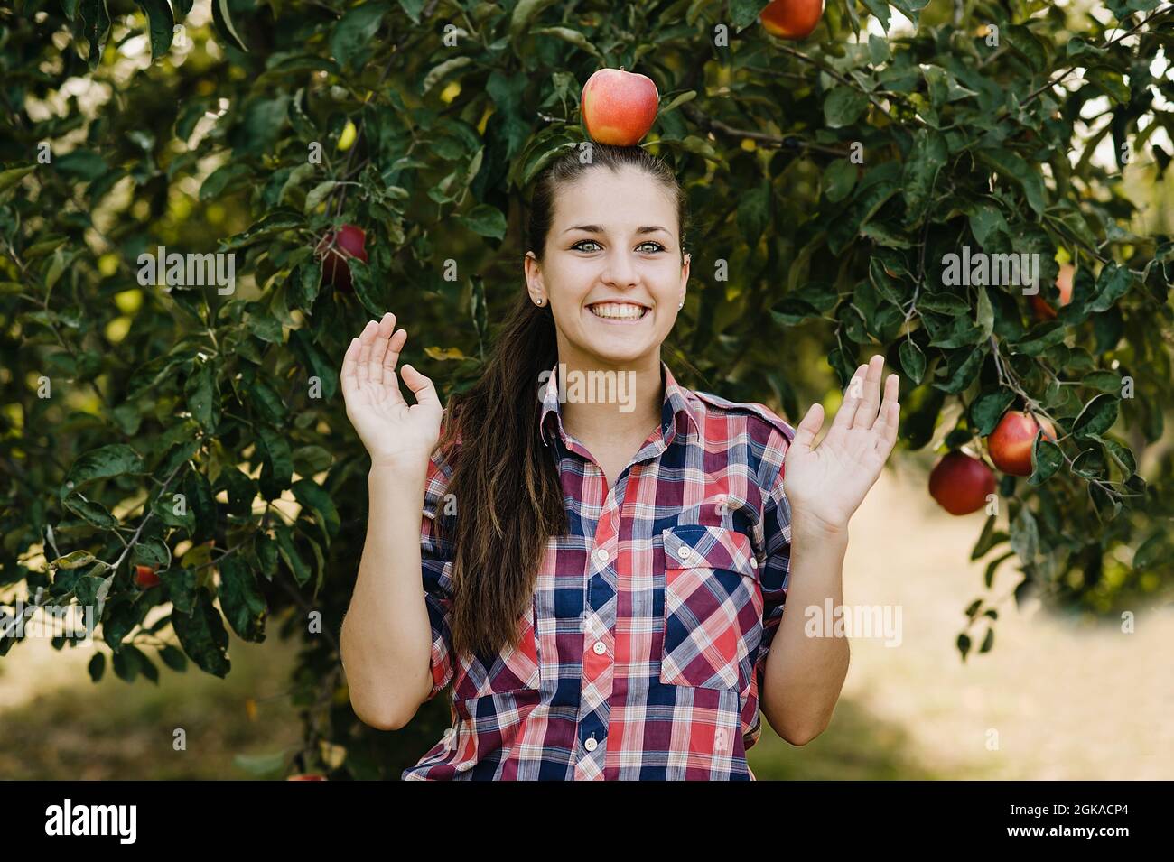 Teenage girl picking ripe organic apples on farm at fall day. Person ...
