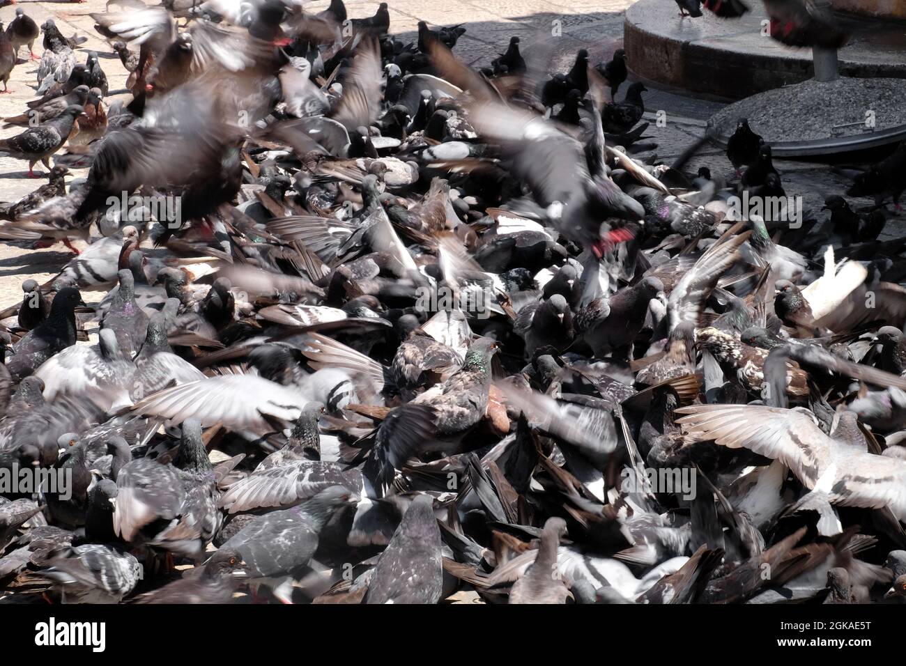 Many pigeons outdoors Stock Photo - Alamy