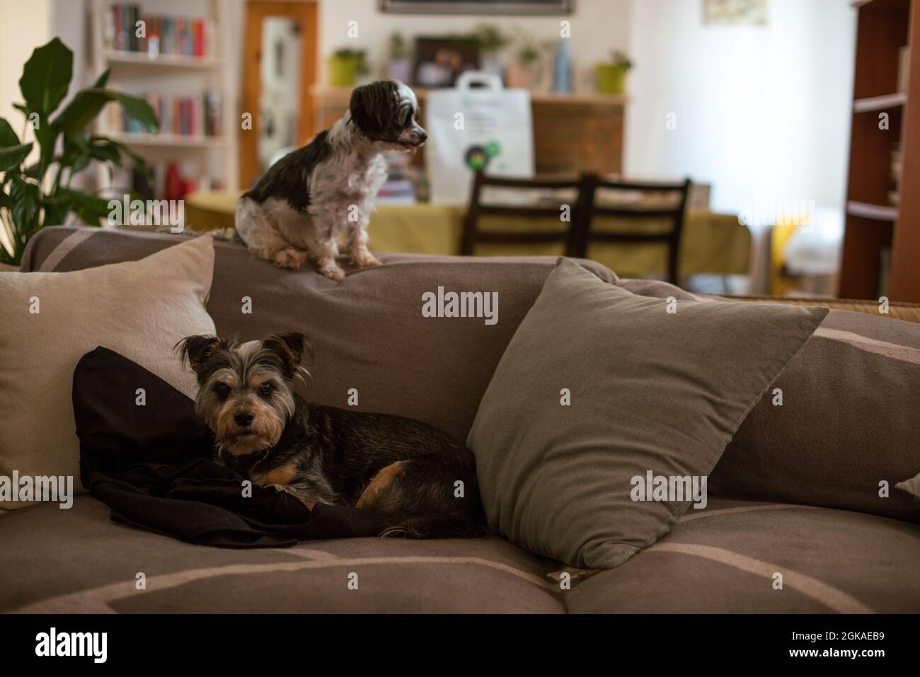 Little dog sitting on sofa hi-res stock photography and images - Alamy