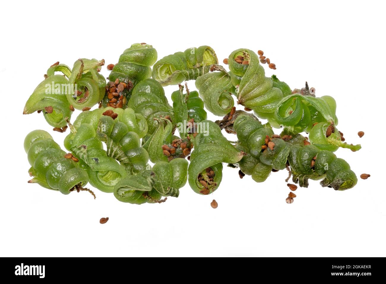 Cracked seed pods from a Buzzy Lizzy plant Impatiens walleriana ...