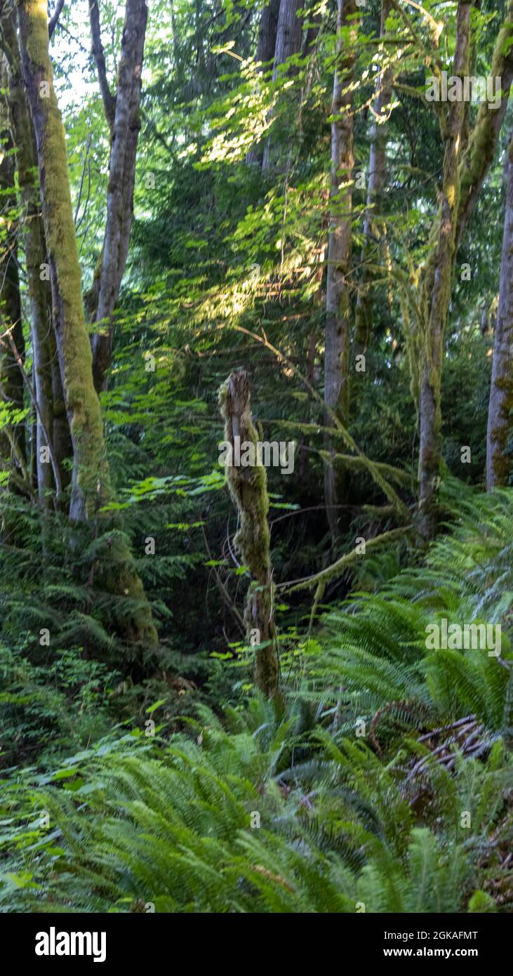 Sloping forest floor covered in dense ferns with mossy trees growing ...