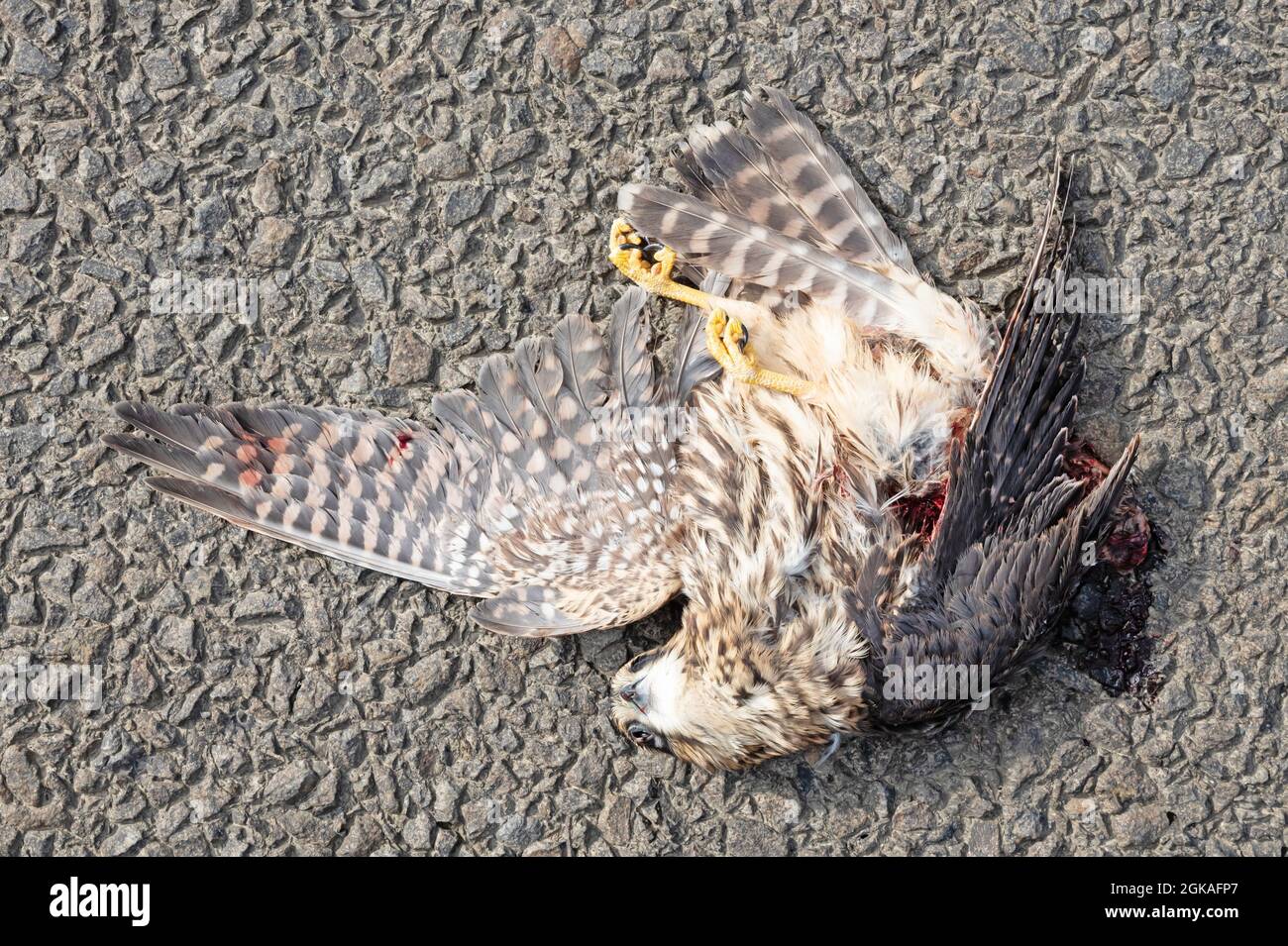 Gyrfalcon falco rusticolus largest falcon hi-res stock photography and ...