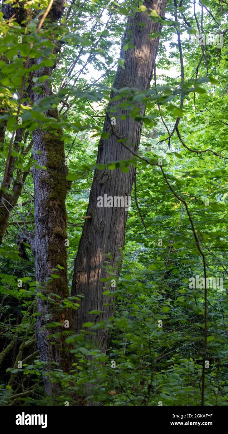 thick dark canopy blocking light to the thick underbrush Stock Photo ...