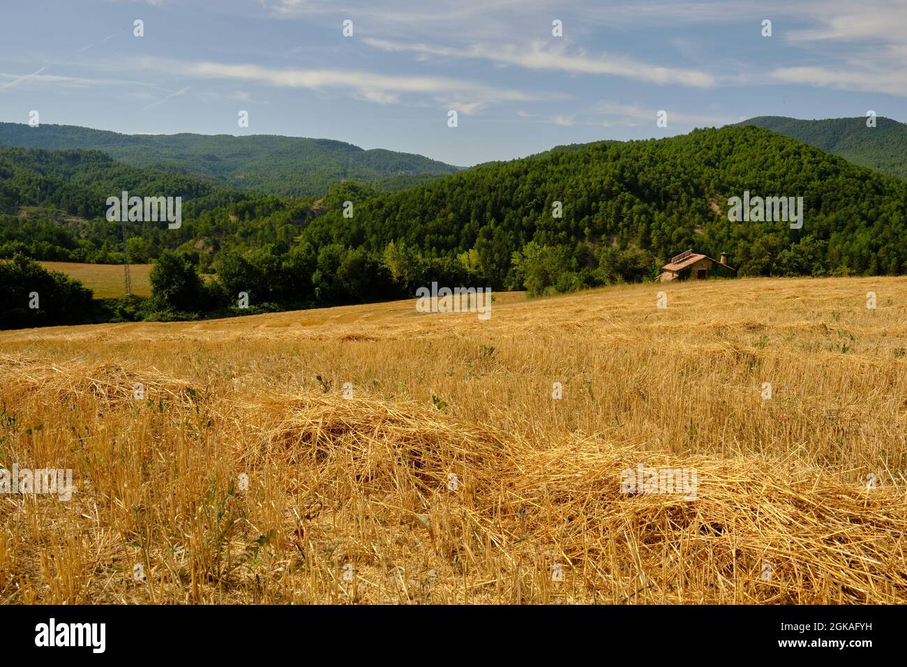 a large wheat field has been harvested Stock Photo - Alamy