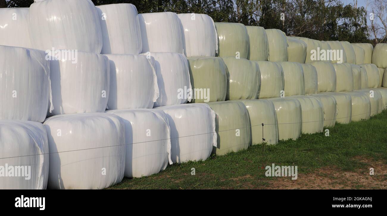 around many white silo bales lie on a meadow Stock Photo - Alamy