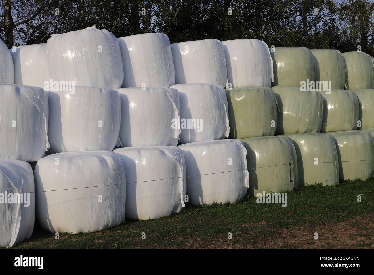 around many white silo bales lie on a meadow Stock Photo - Alamy