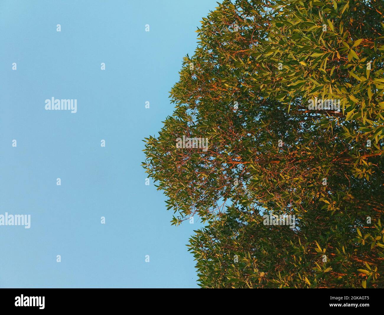 Tree Leaves And Clear Sky Stock Photo - Alamy