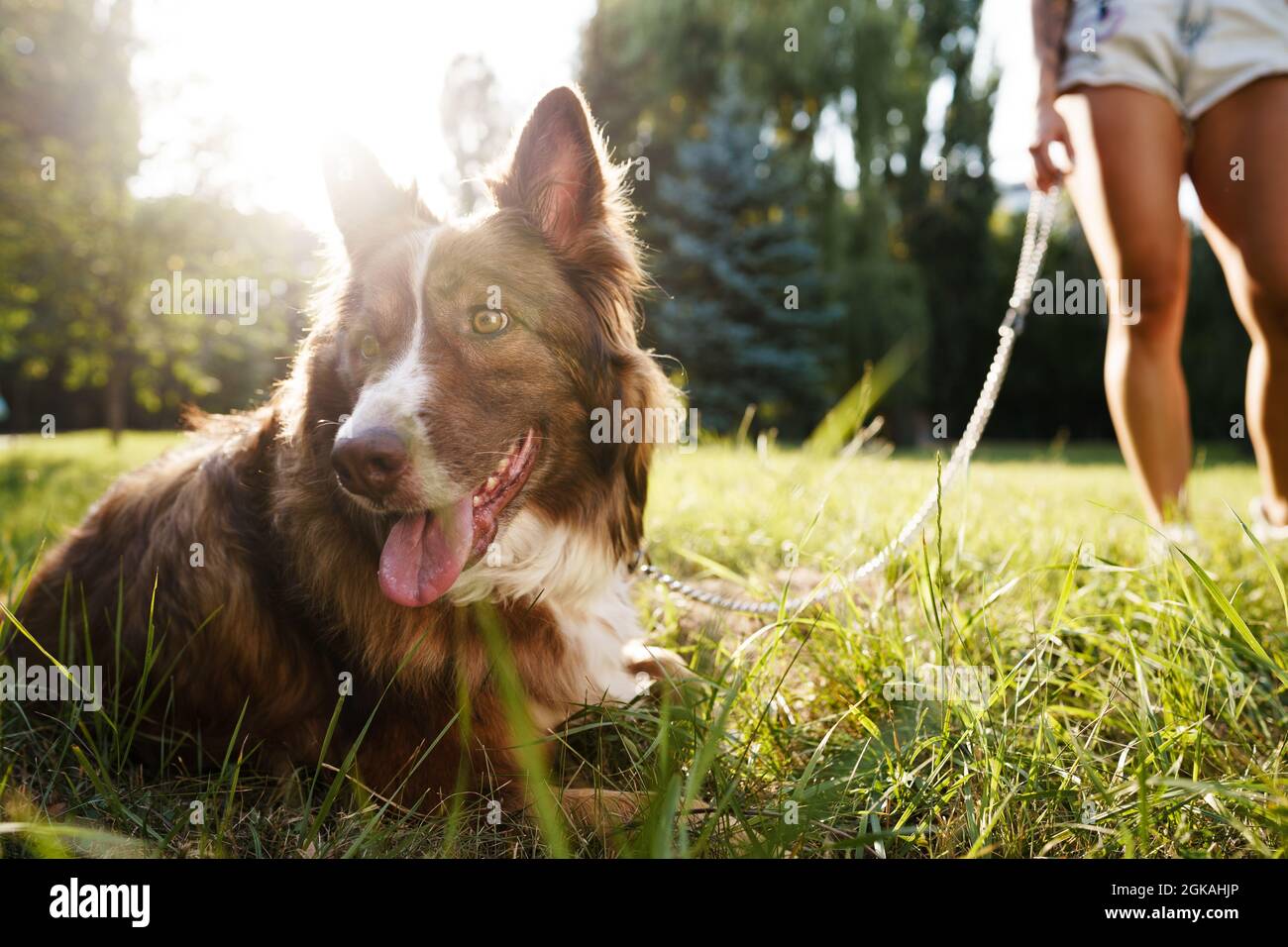 Border Collie dog on a walk in park with it's female owner Stock Photo ...
