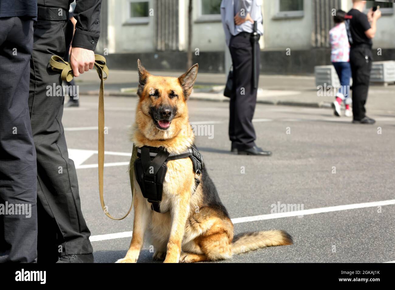 Smart police dog sitting outdoors Stock Photo - Alamy