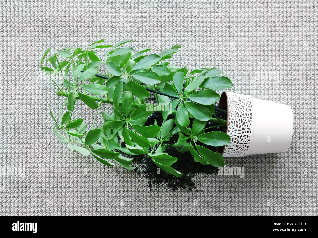 Overturned house plant on light carpet Stock Photo - Alamy