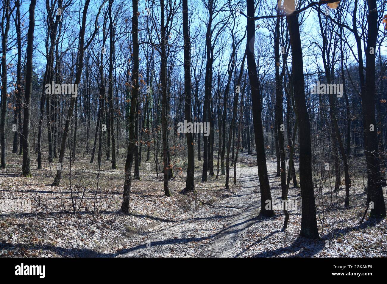 a path through a forest with trees shadows Stock Photo - Alamy