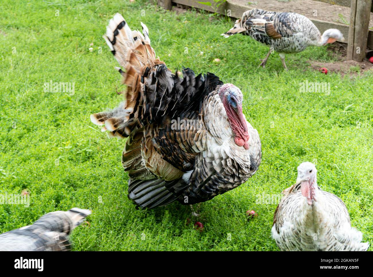 Turkey country farming hi-res stock photography and images - Alamy