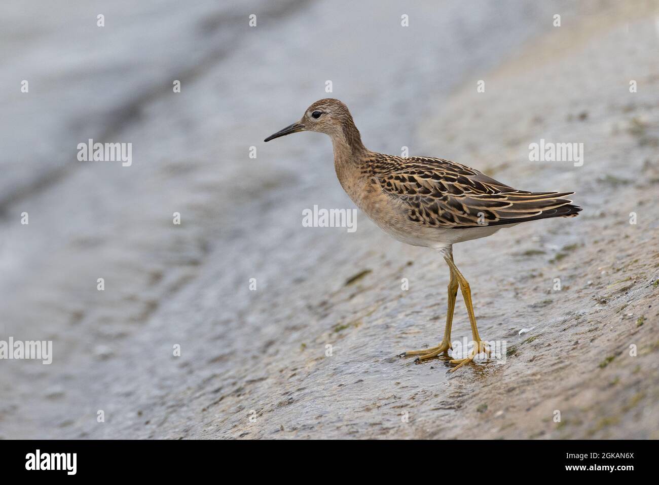 Juvenile ruff philomachus pugnax hi-res stock photography and images ...