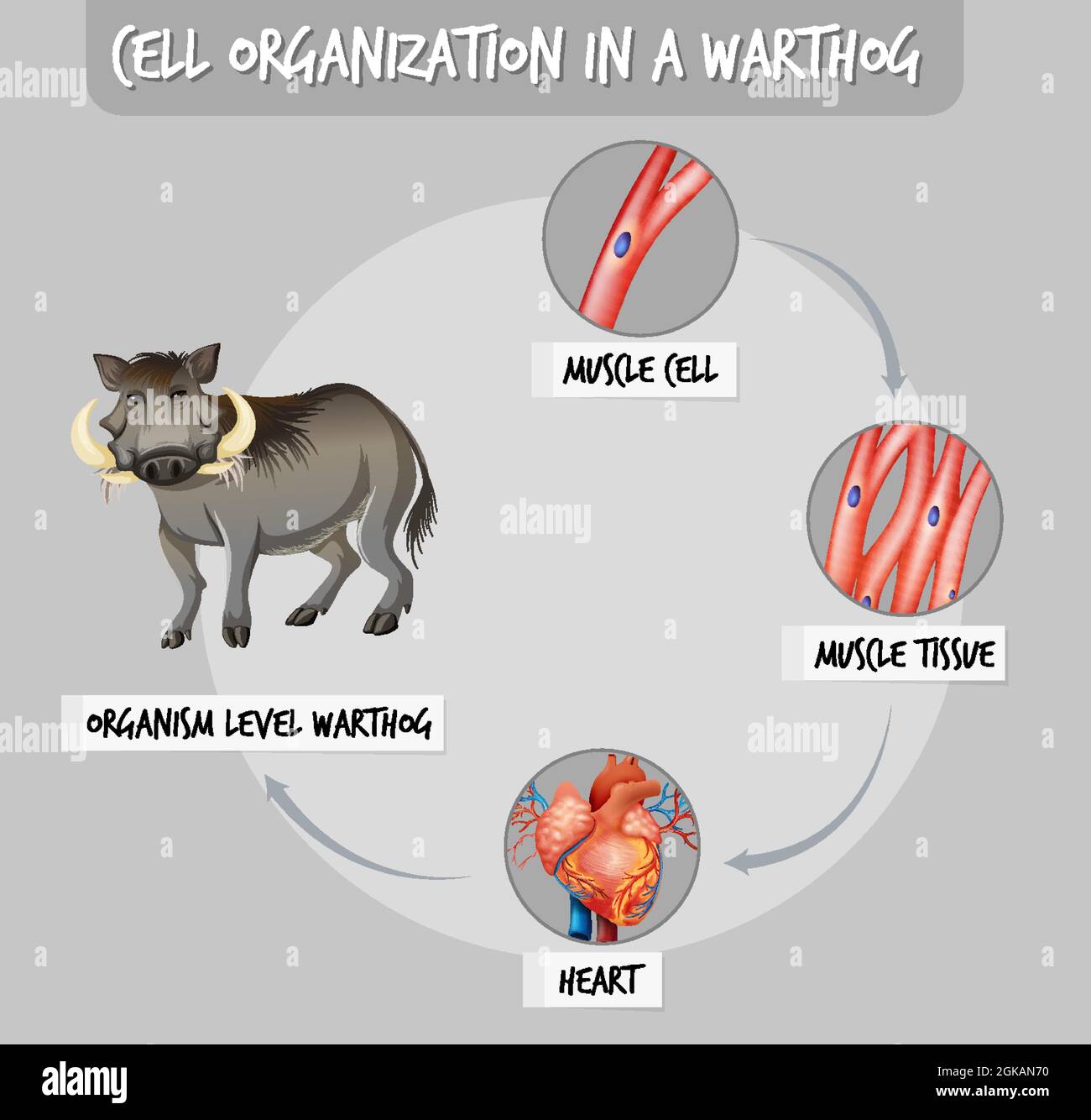 Diagram showing cell organization in a warthog illustration Stock ...
